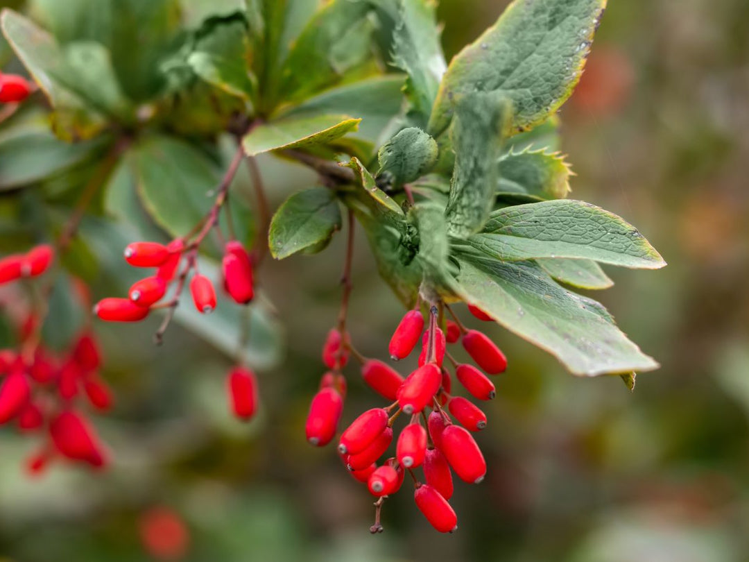 BERBERINA: UN ALIADO NATURAL PARA REGULAR LA GLUCOSA, LOS LÍPIDOS Y EL ...